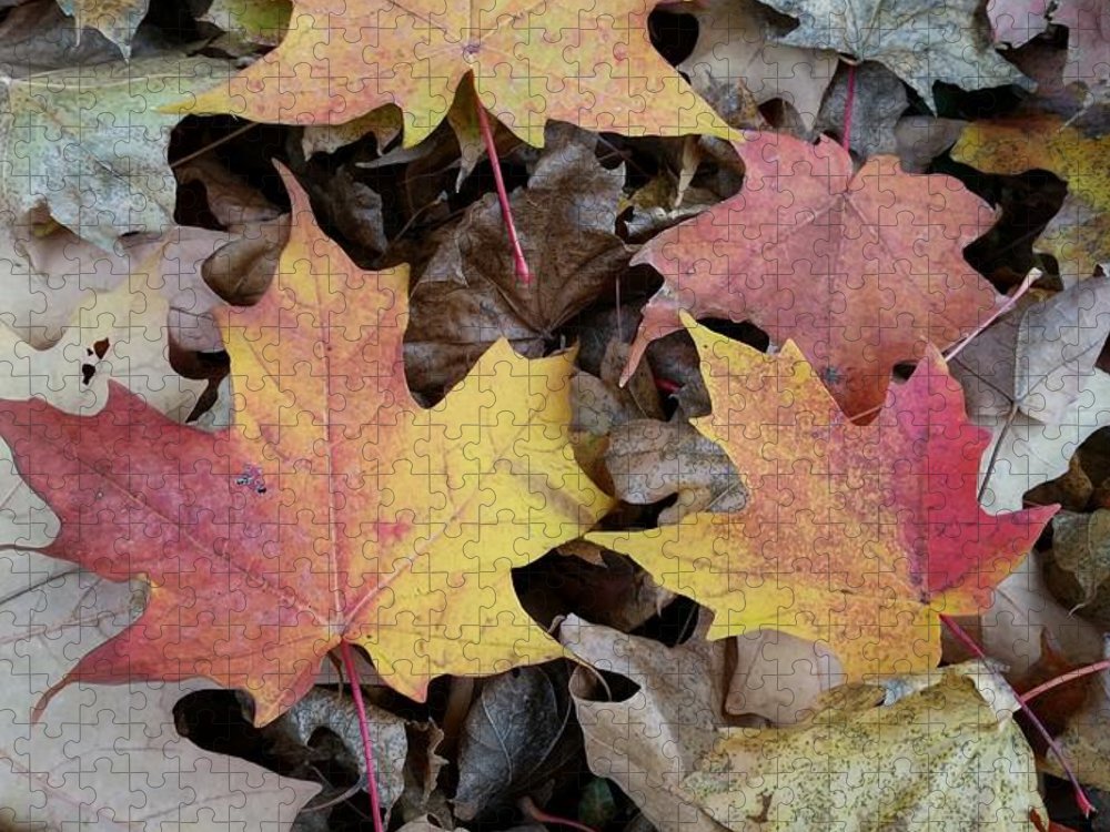 Fall Leaves - Puzzle – TheWorldofNealMoogk-Soulis